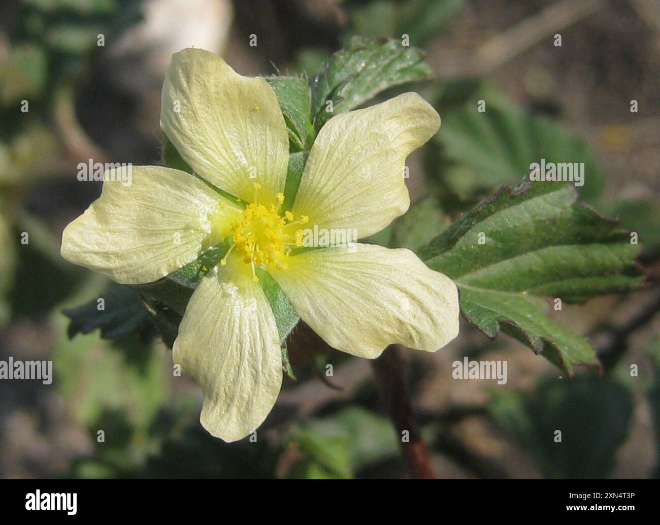 three-lobe false mallow (Malvastrum coromandelianum) Plantae Stock ...