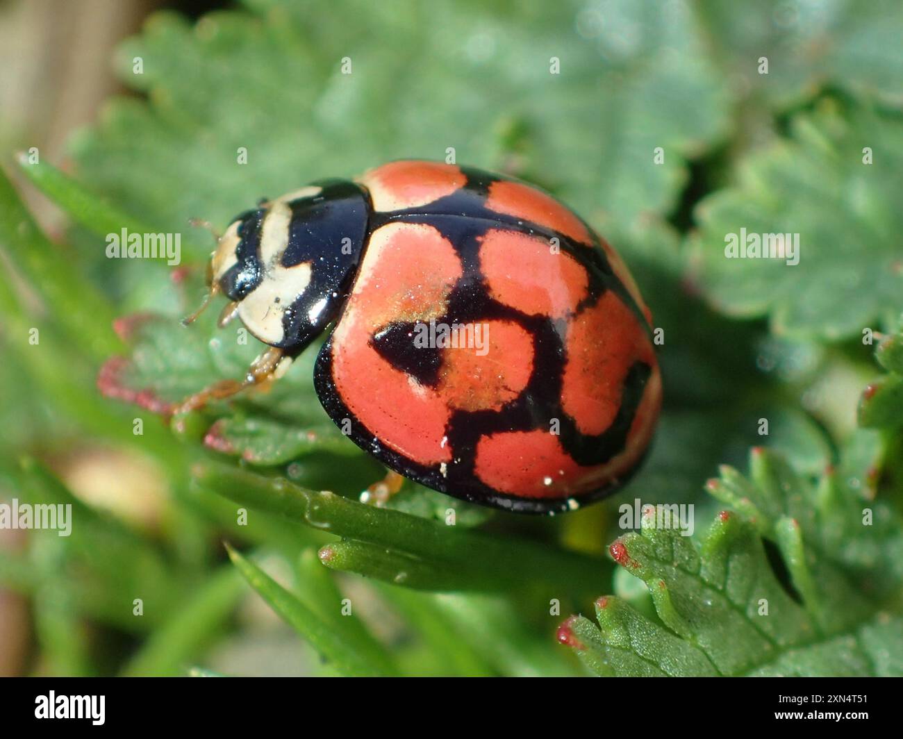 Lunate Lady Beetle (Cheilomenes lunata) Insecta Stock Photo - Alamy