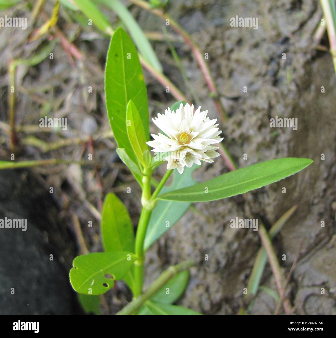 Alligatorweed (Alternanthera philoxeroides) Plantae Stock Photo - Alamy