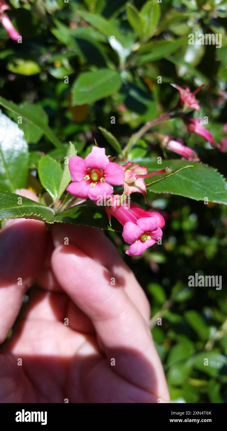 redclaws (Escallonia rubra) Plantae Stock Photo - Alamy