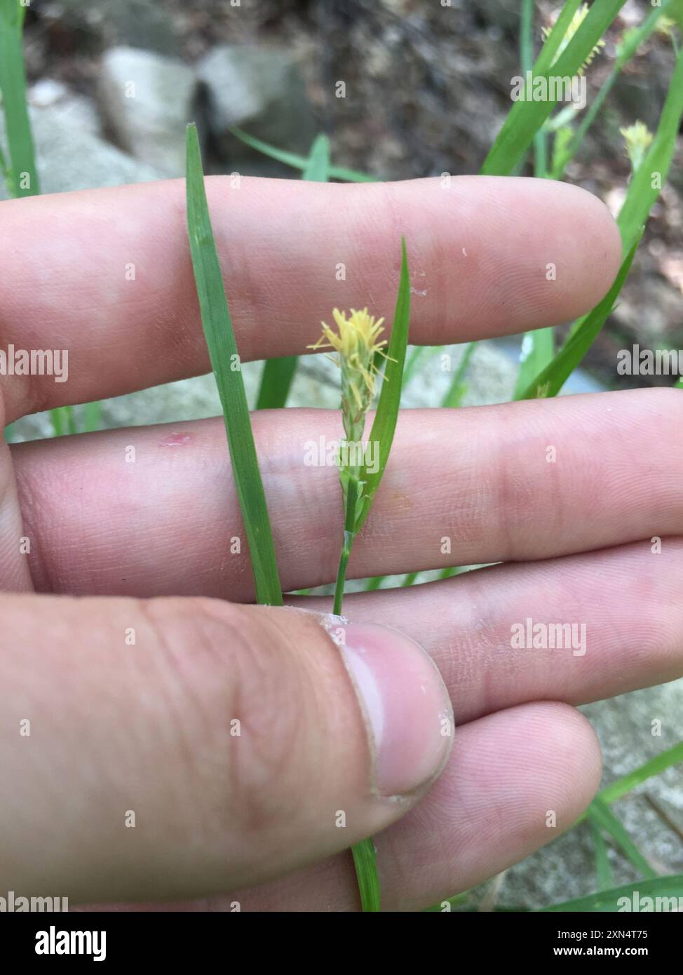 Carex sect. Paniceae (Paniceae) Plantae Stock Photo - Alamy