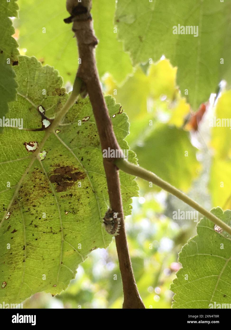 True Bugs, Hoppers, Aphids, and allies (Hemiptera) Insecta Stock Photo ...