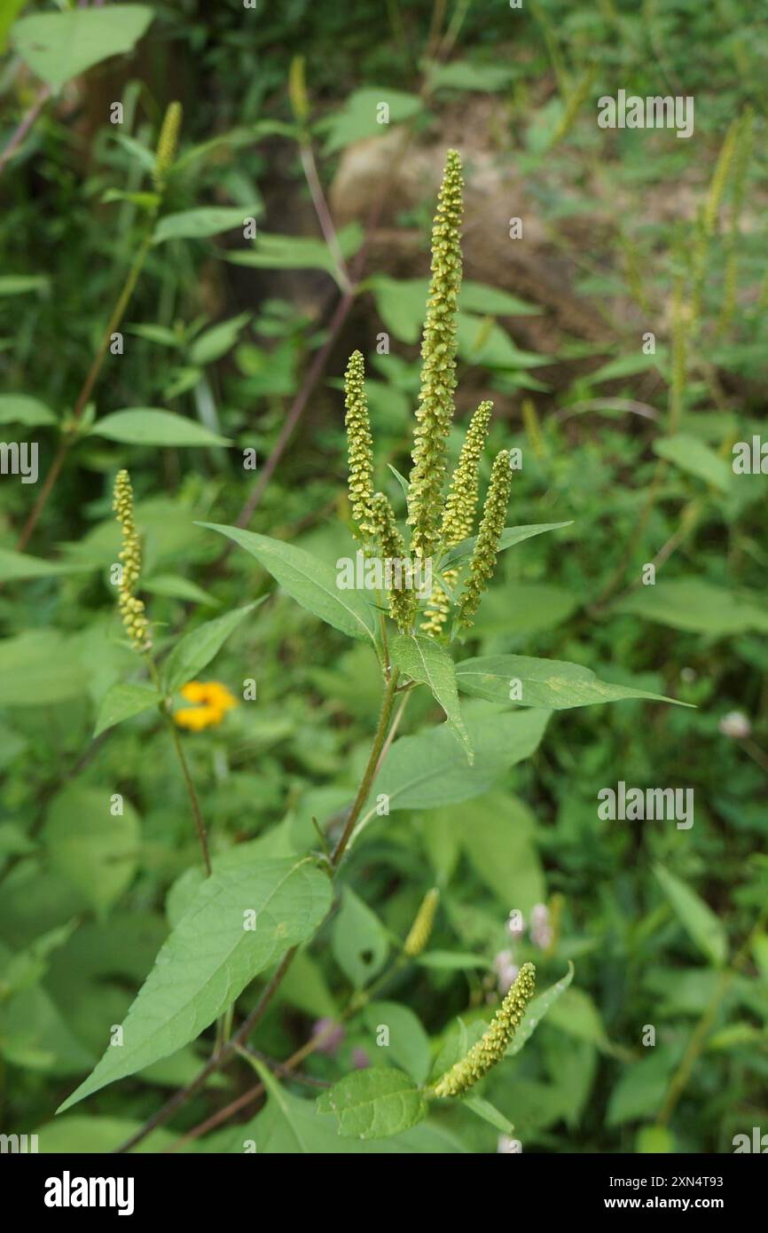 giant ragweed (Ambrosia trifida) Plantae Stock Photo - Alamy