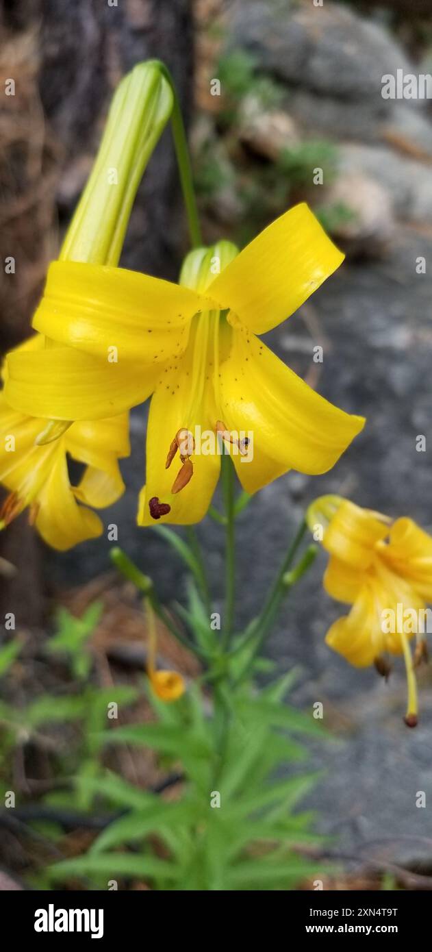 Lilium parryi hi-res stock photography and images - Alamy