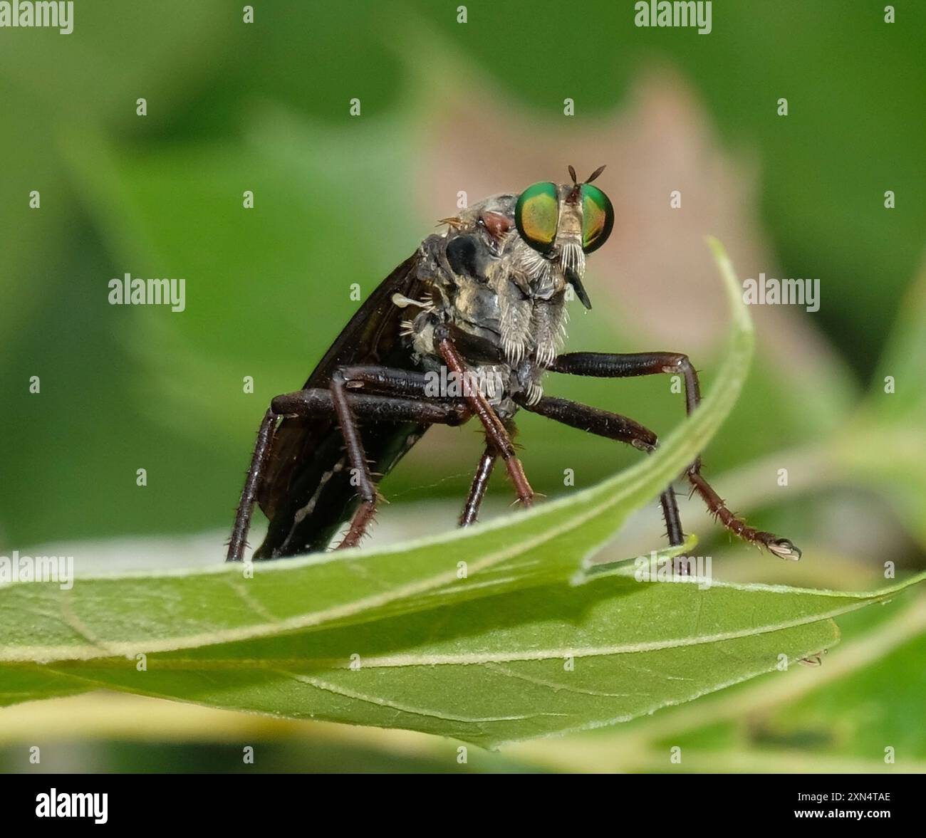 Giant Prairie Robber Fly (Microstylum morosum) Insecta Stock Photo - Alamy