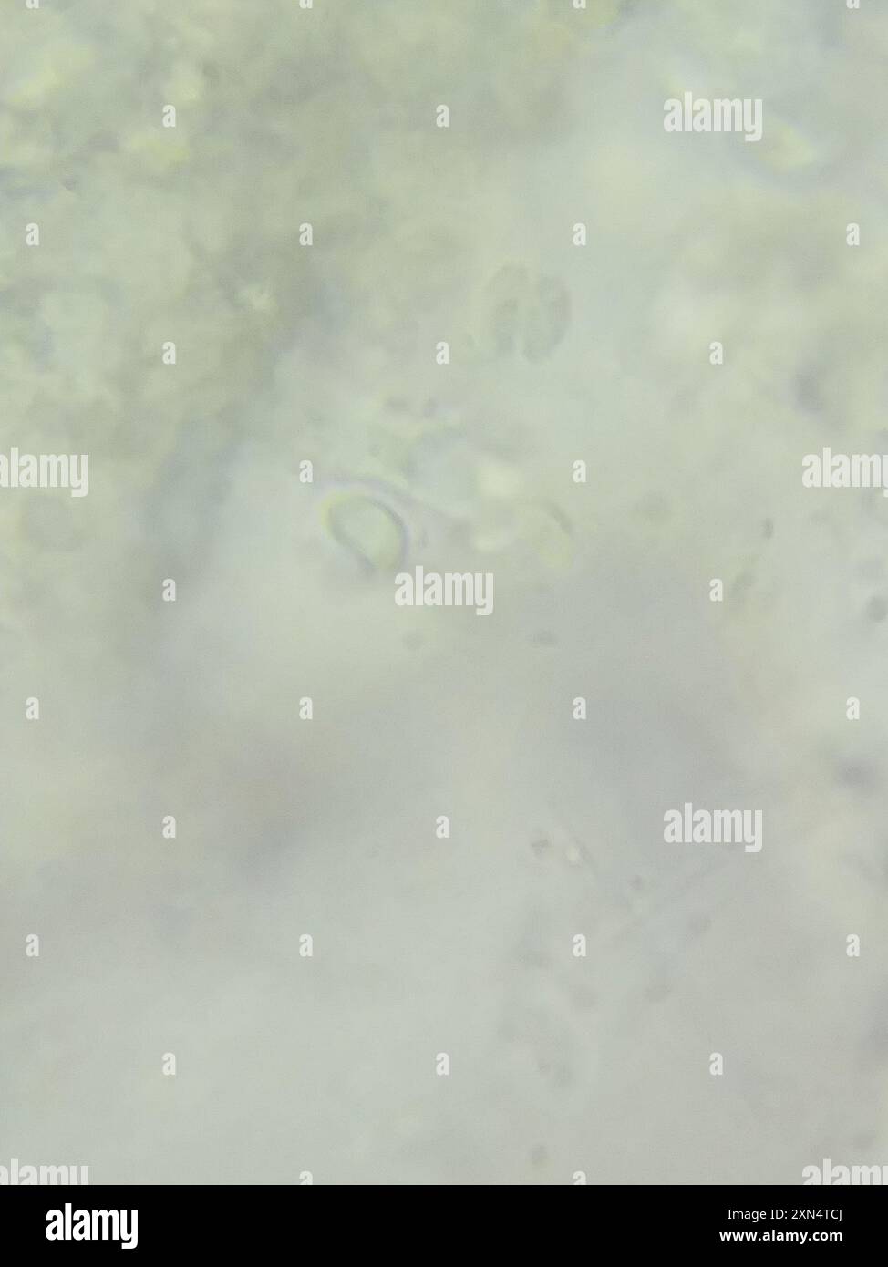 Connopus hi-res stock photography and images - Alamy