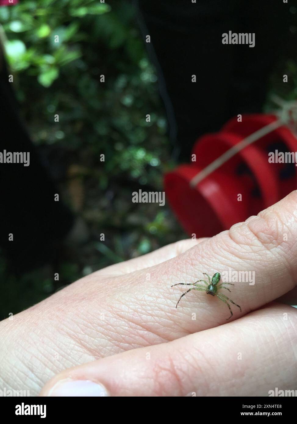 Flower Spiders (Diaea) Arachnida Stock Photo - Alamy