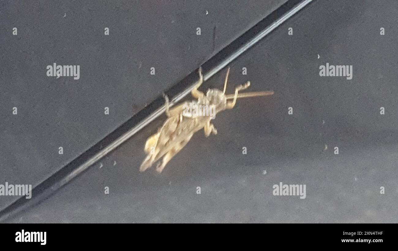 Two-spined Spur-throat Grasshopper (Melanoplus bispinosus) Insecta ...