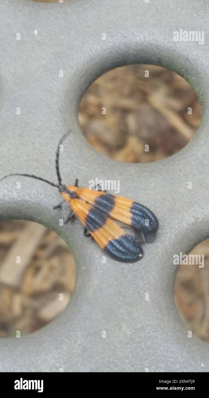 Reticulated Net-winged Beetle (Calopteron reticulatum) Insecta Stock ...