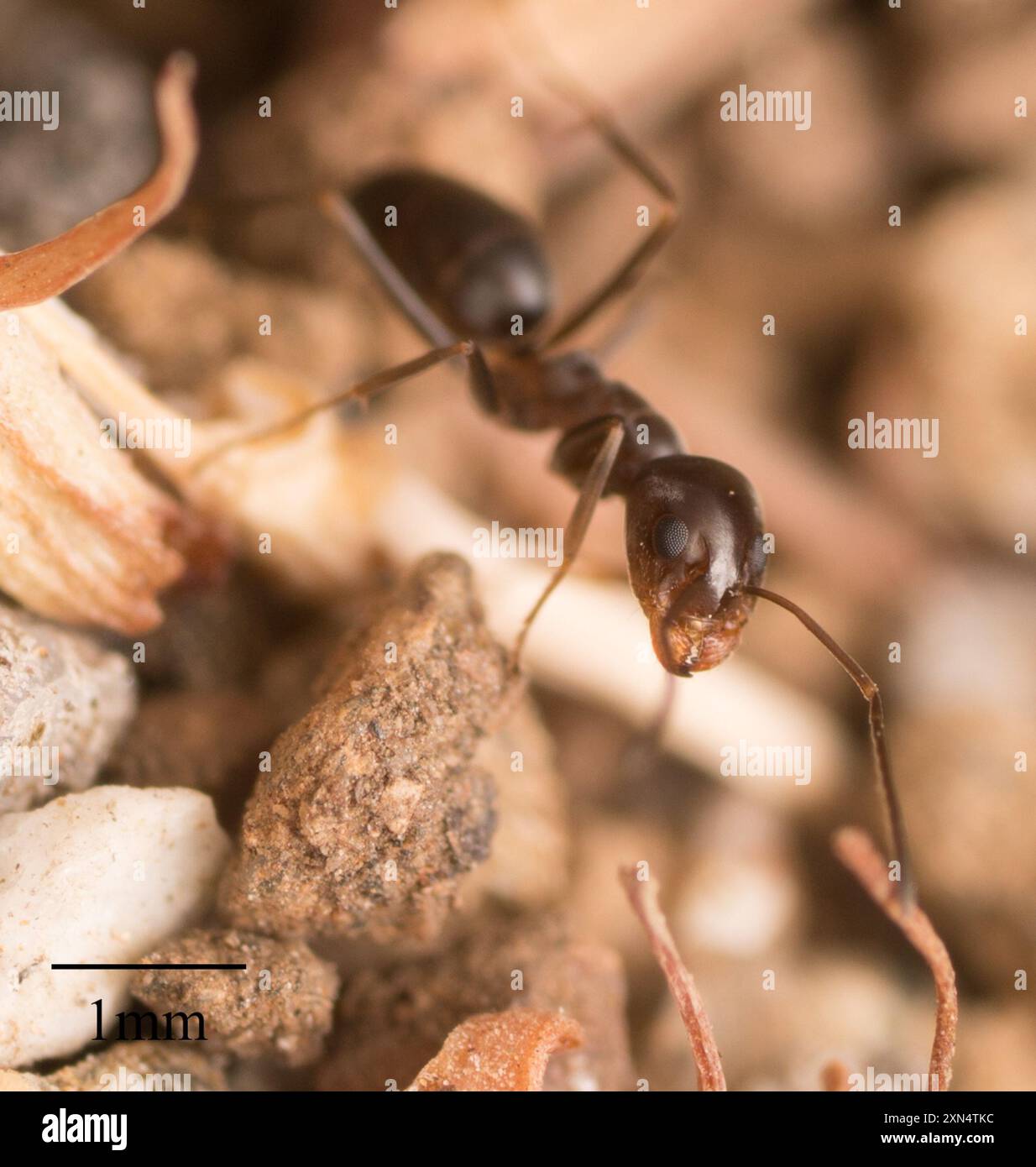 Pyramid Ants (Dorymyrmex) Insecta Stock Photo - Alamy