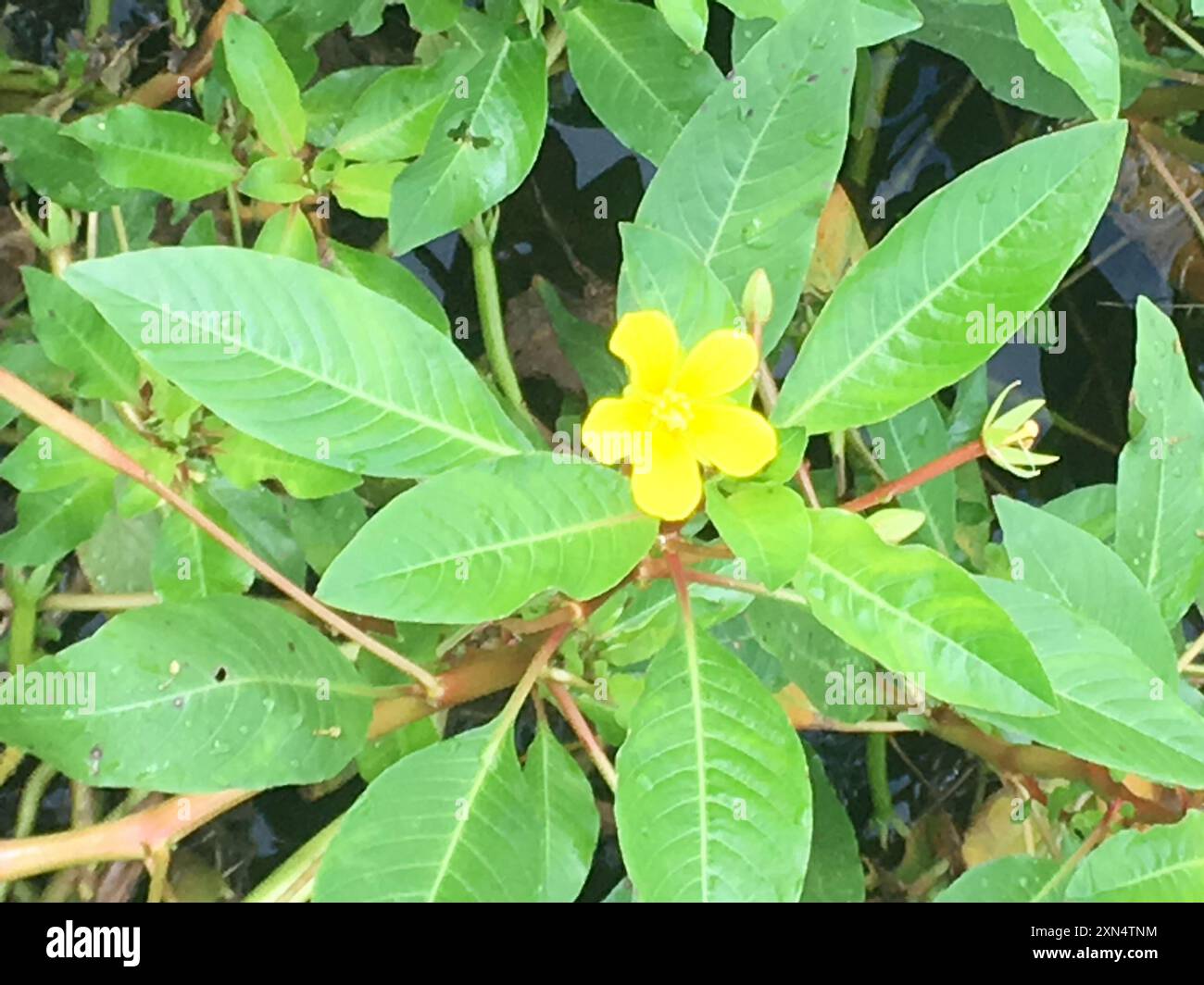 floating primrose-willow (Ludwigia peploides) Plantae Stock Photo - Alamy