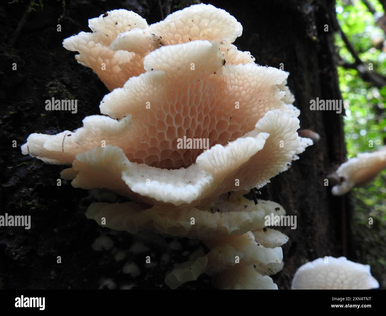 Porecap hi-res stock photography and images - Alamy