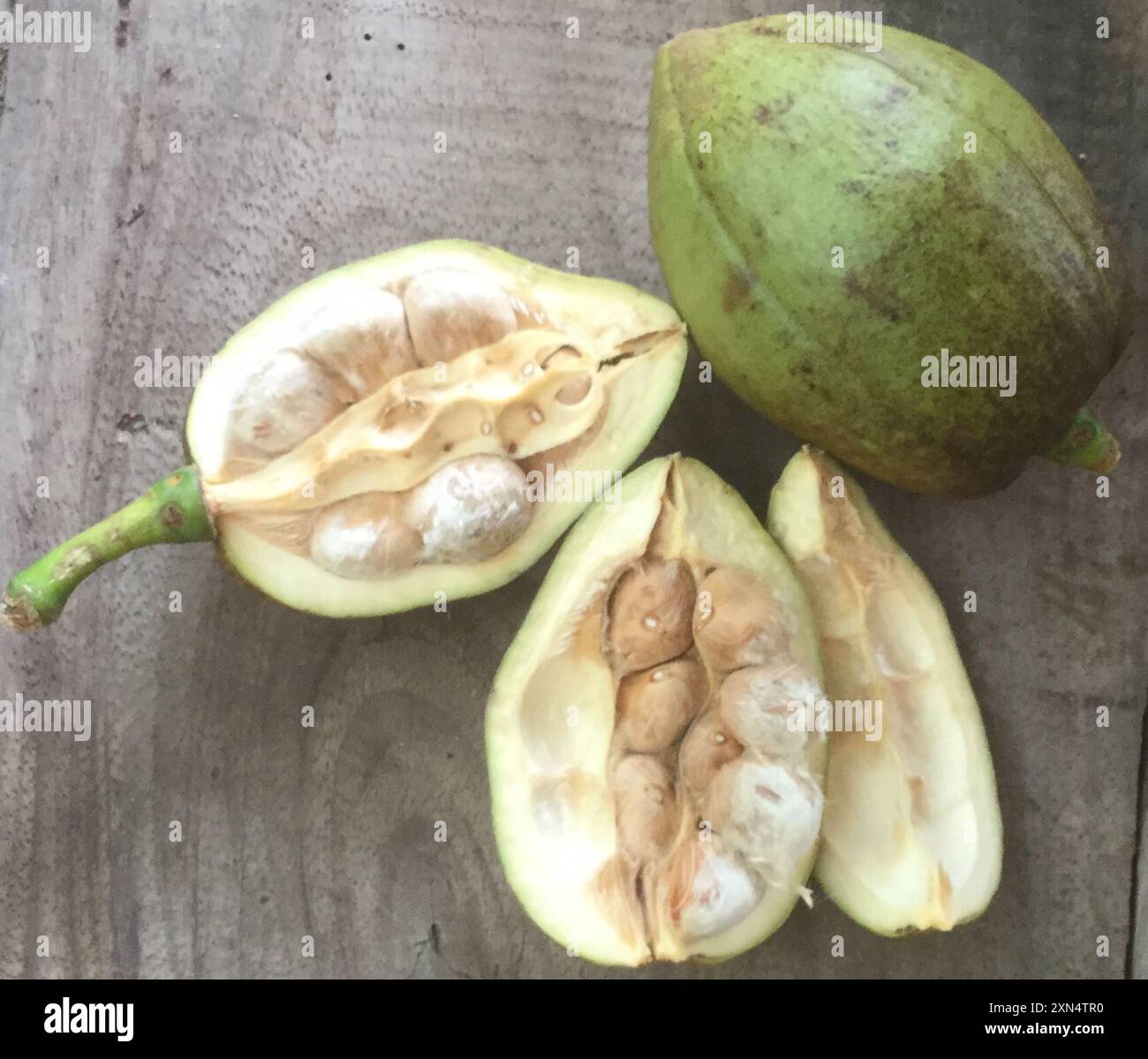 saba nut tree (Pachira glabra) Plantae Stock Photo - Alamy
