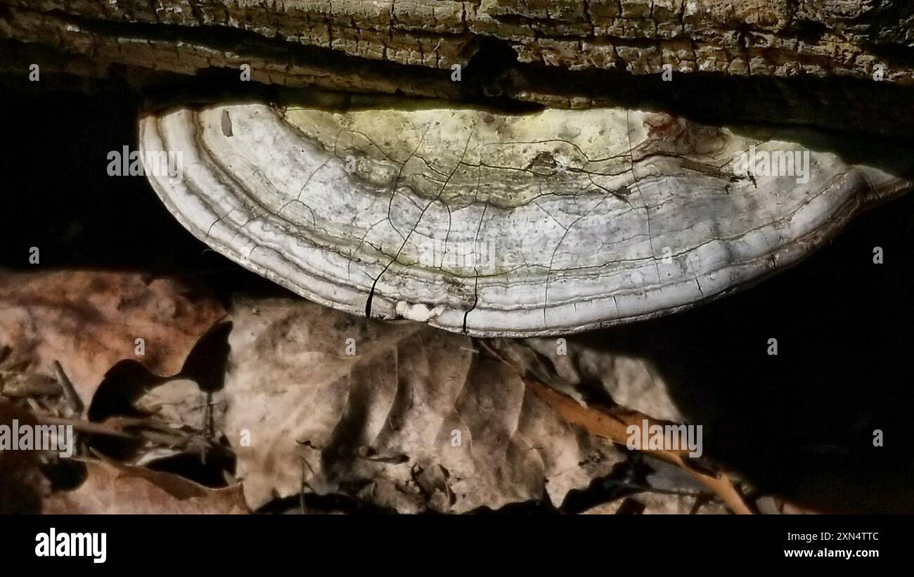 (Ganoderma megaloma) Fungi Stock Photo - Alamy