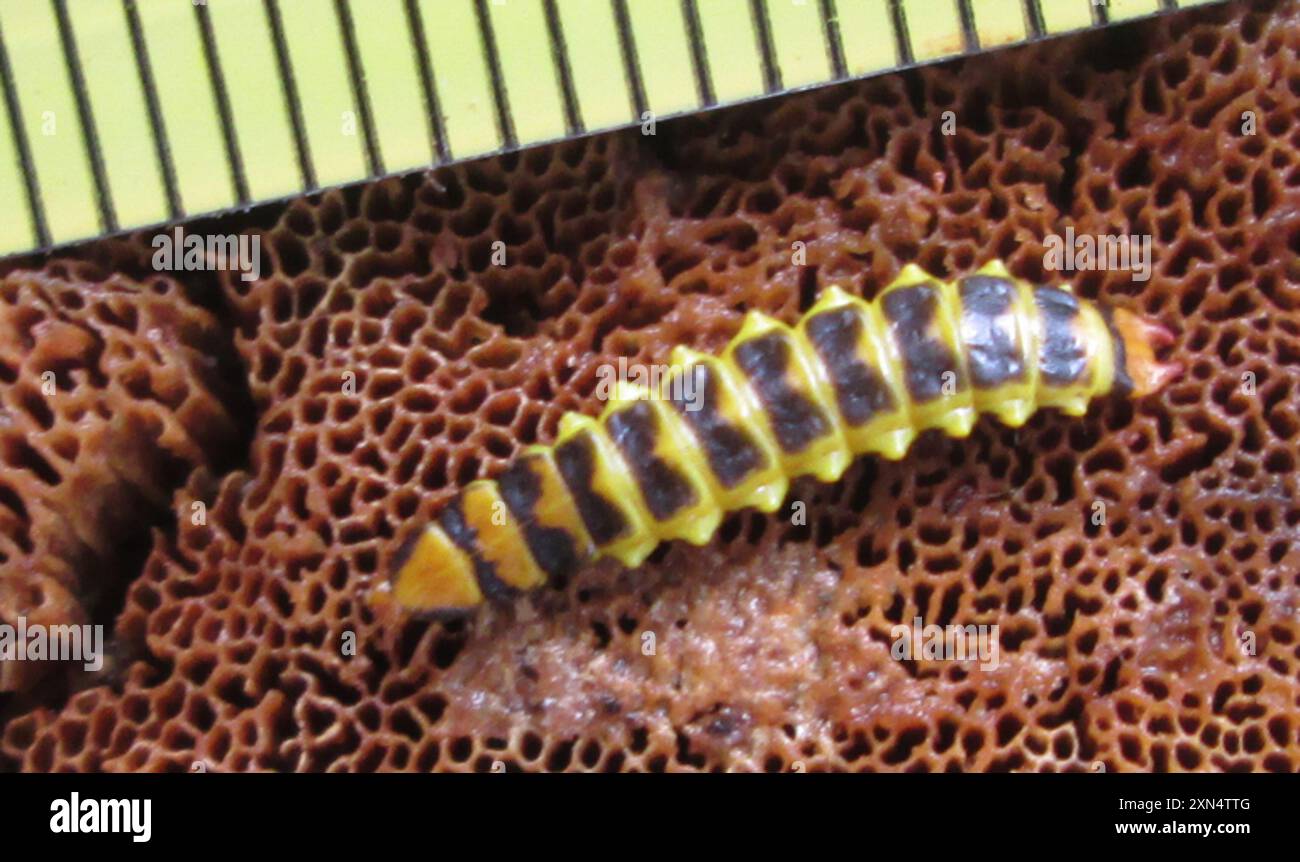 Net-winged Beetles (Lycidae) Insecta Stock Photo - Alamy