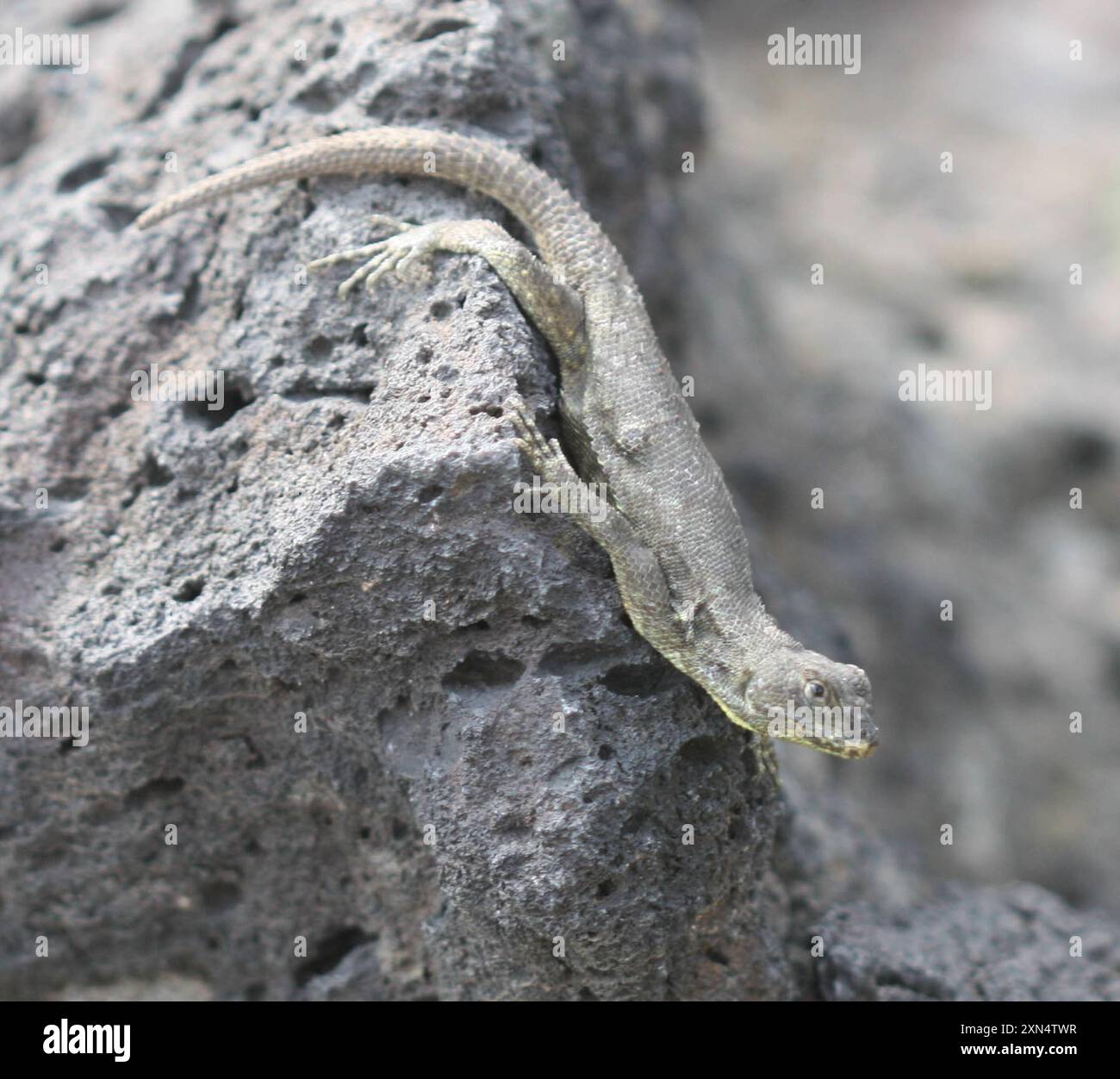 Grammicus hi-res stock photography and images - Alamy