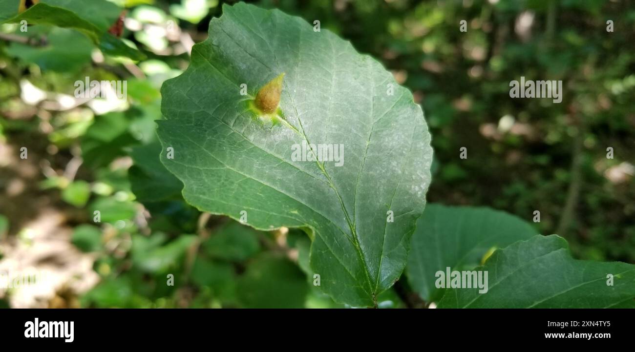 Witch-hazel Cone Gall Aphid (Hormaphis hamamelidis) Insecta Stock Photo ...