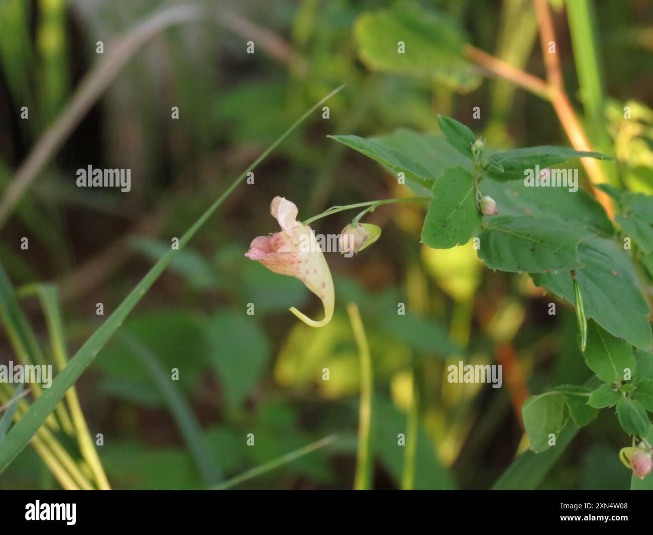 common jewelweed (Impatiens capensis) Plantae Stock Photo - Alamy