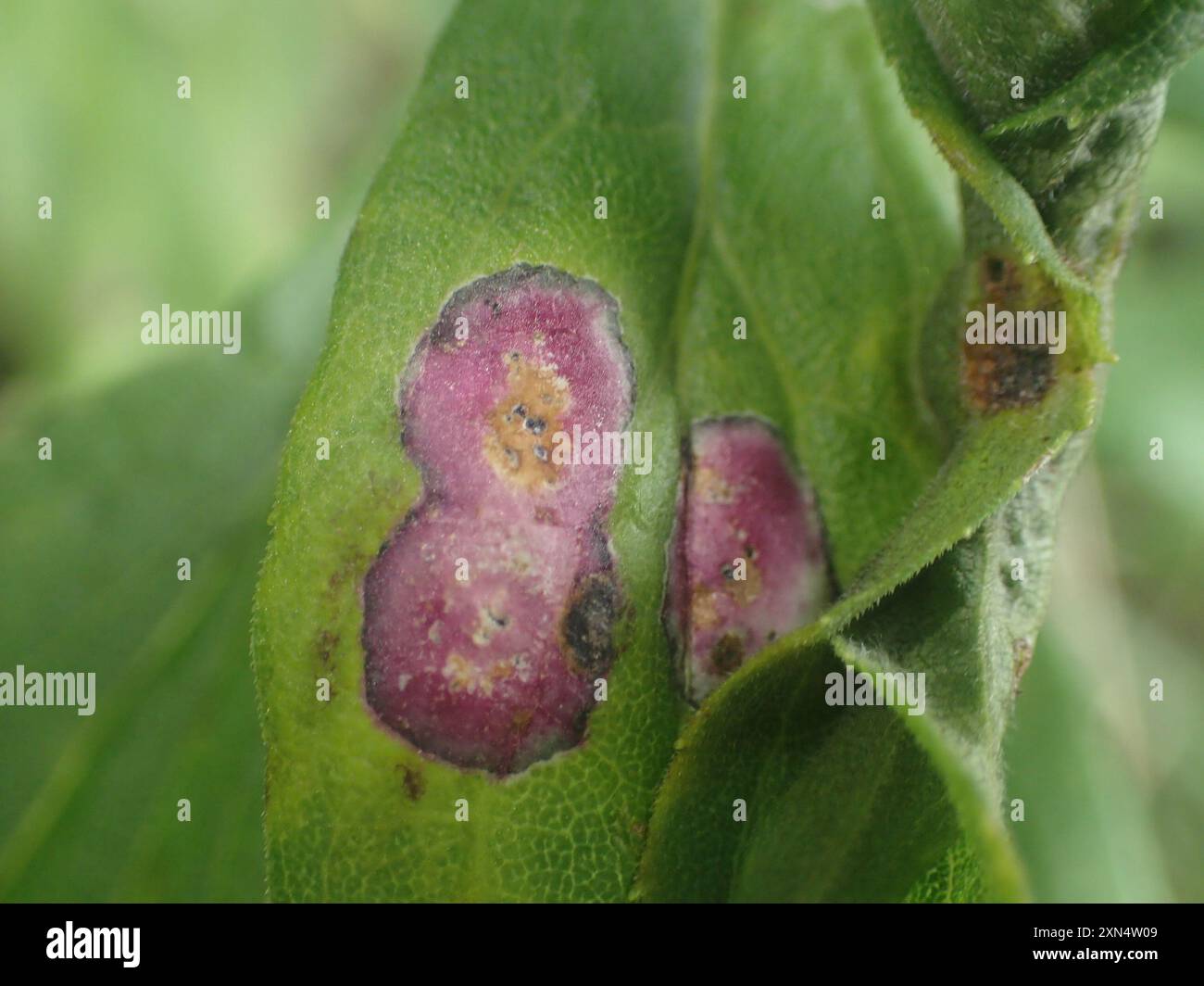 Carbonifera goldenrod gall midge (Asteromyia carbonifera) Insecta Stock ...