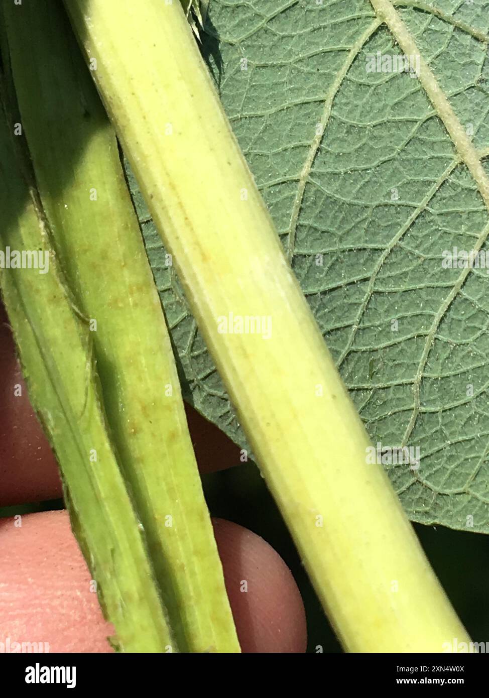Rusty Willow (Salix atrocinerea) Plantae Stock Photo - Alamy