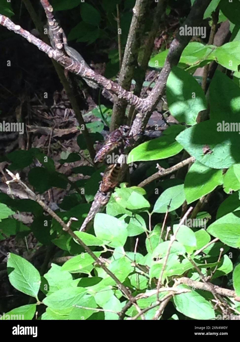 Maroon-legged Lion Fly (Promachus hinei) Insecta Stock Photo - Alamy