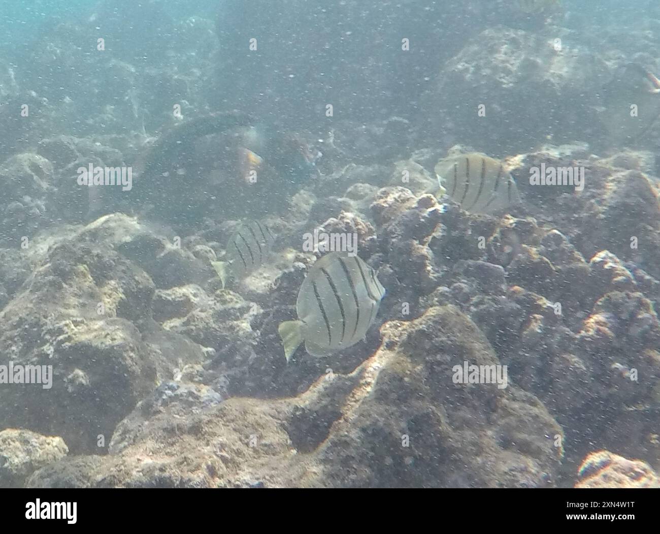 Convict Surgeonfish (Acanthurus triostegus) Actinopterygii Stock Photo ...