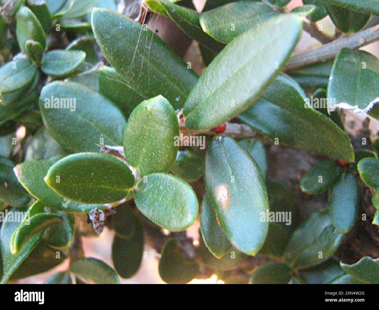 African olive (Olea europaea cuspidata) Plantae Stock Photo - Alamy
