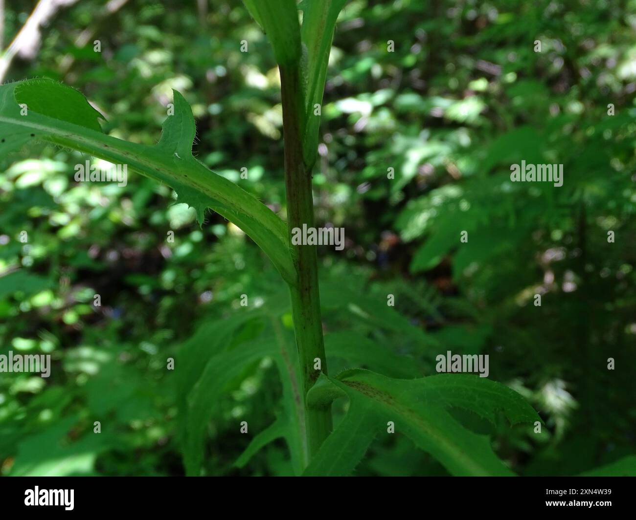 tall blue lettuce (Lactuca biennis) Plantae Stock Photo - Alamy