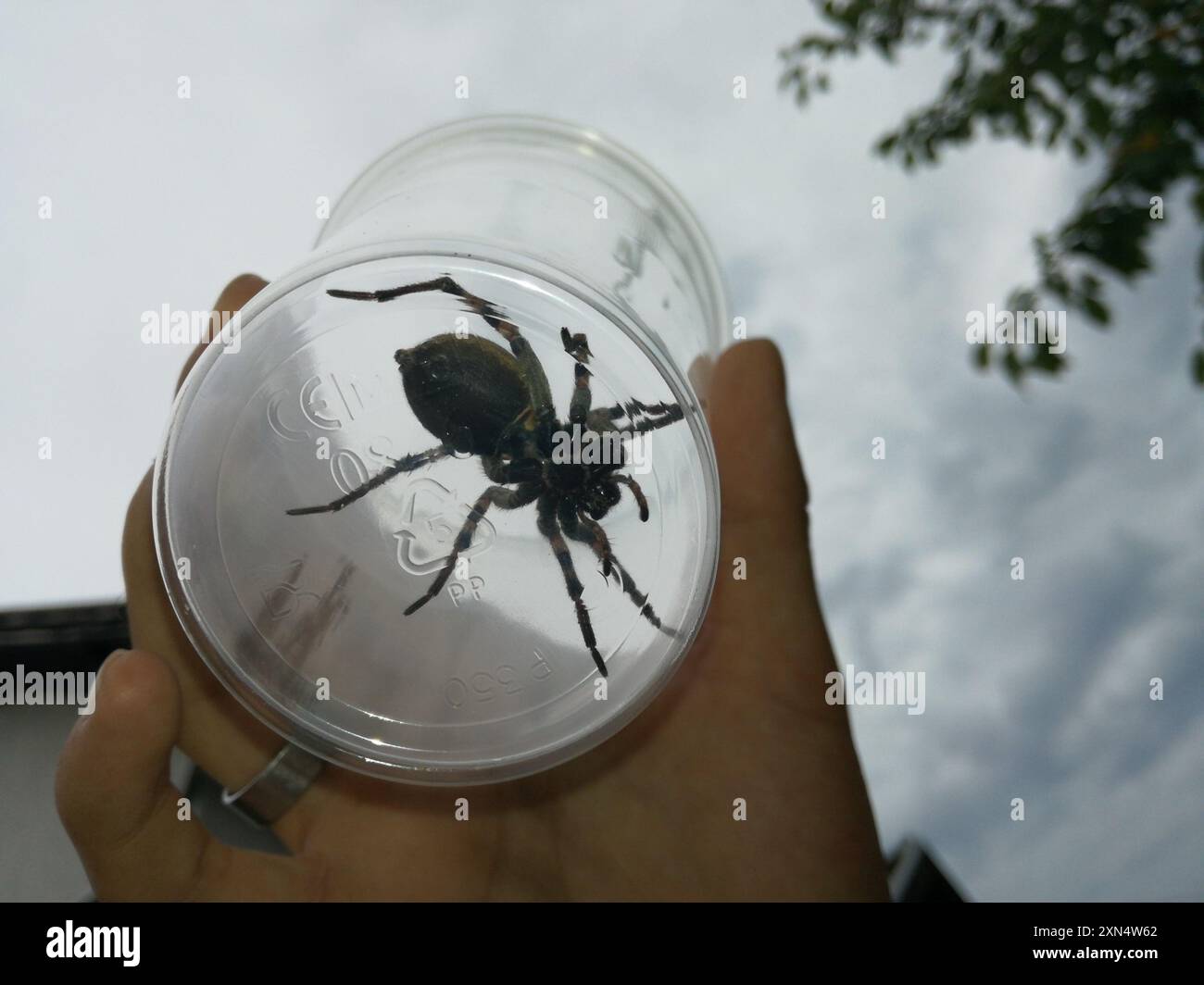 Radiated Wolf Spider (Hogna radiata) Arachnida Stock Photo - Alamy