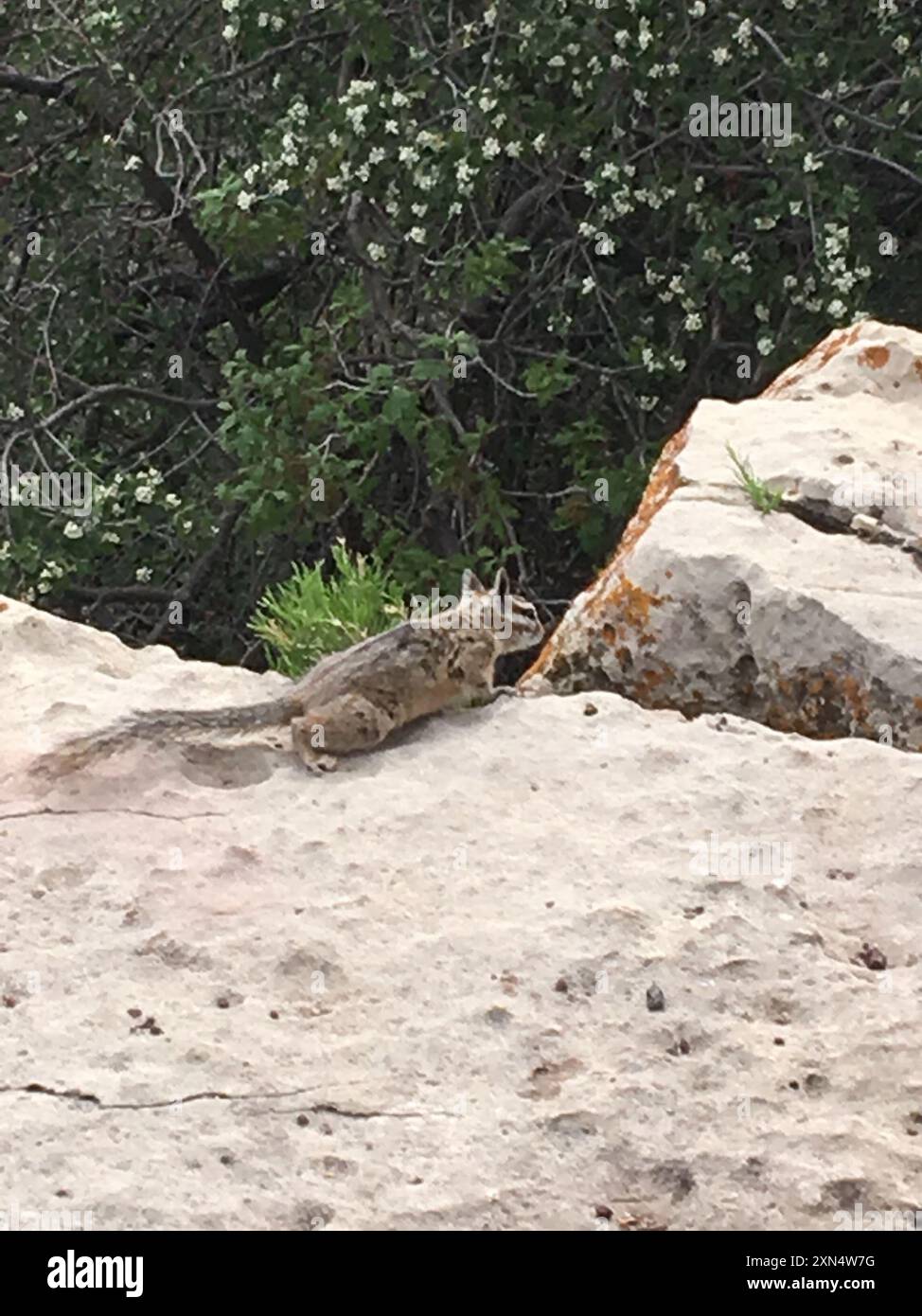 Cliff Chipmunk (Neotamias dorsalis) Mammalia Stock Photo - Alamy