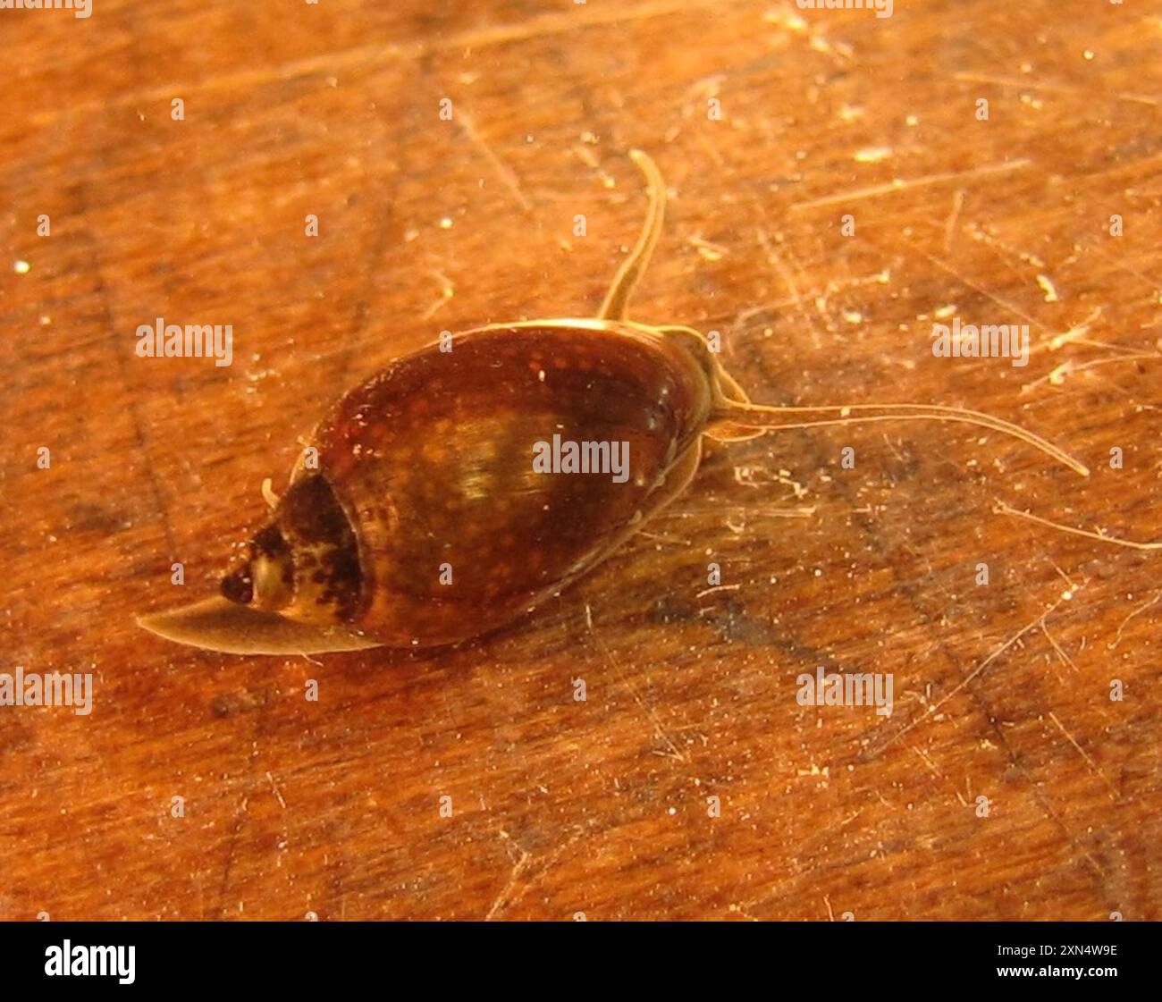 Physella acuta hi-res stock photography and images - Alamy