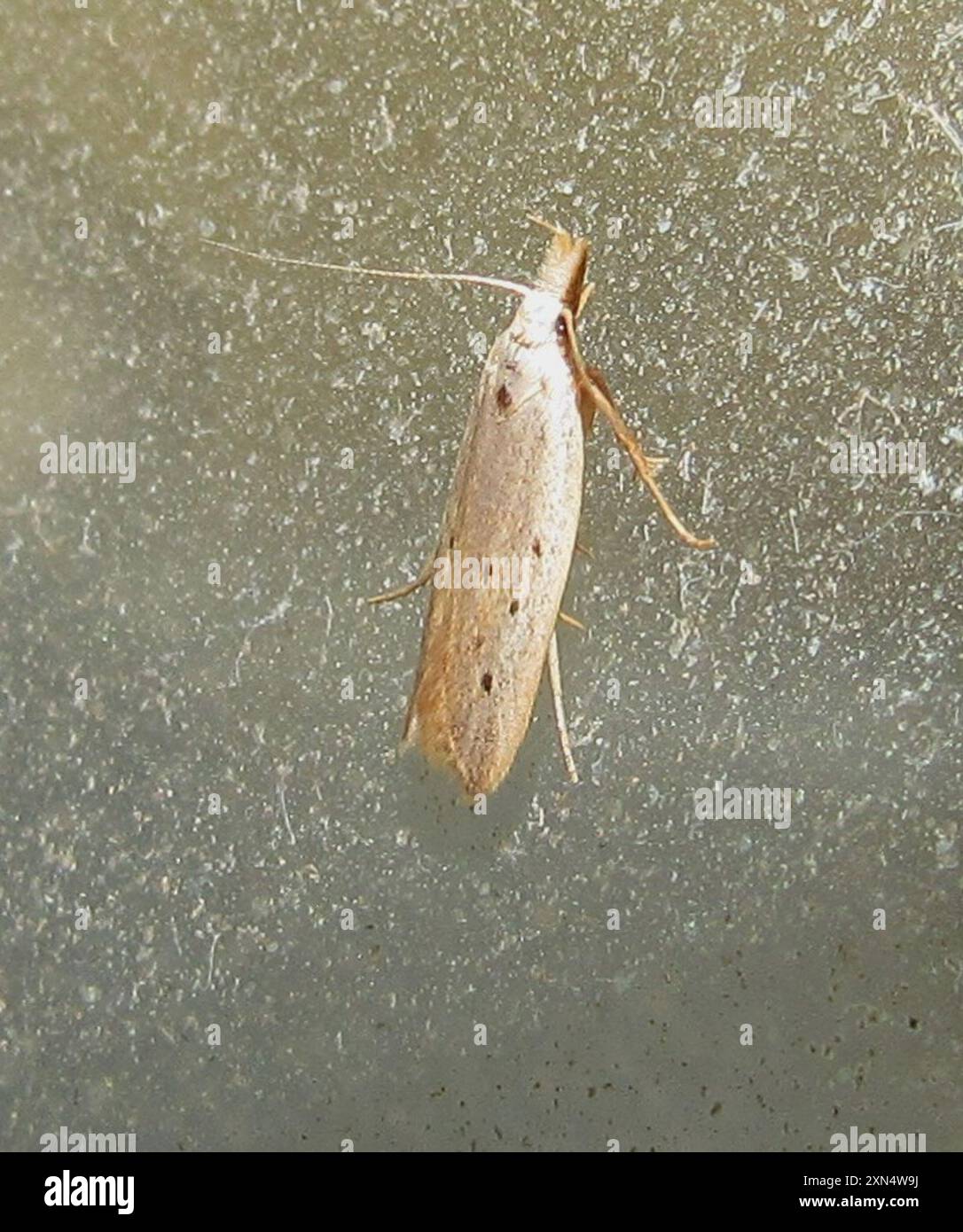 Curved-horn Moths (Gelechioidea) Insecta Stock Photo - Alamy