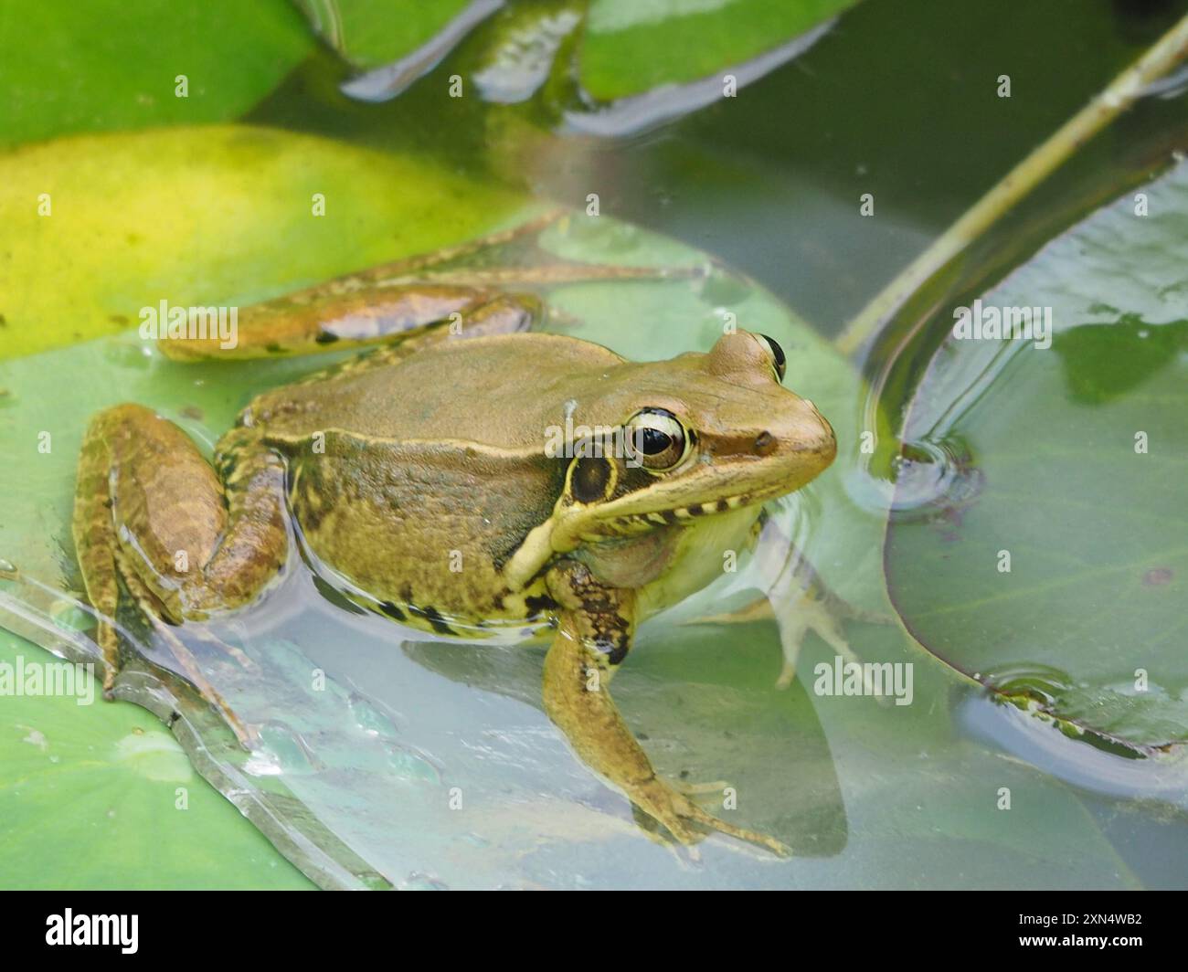 Guenther's Frog (Sylvirana guentheri) Amphibia Stock Photo - Alamy