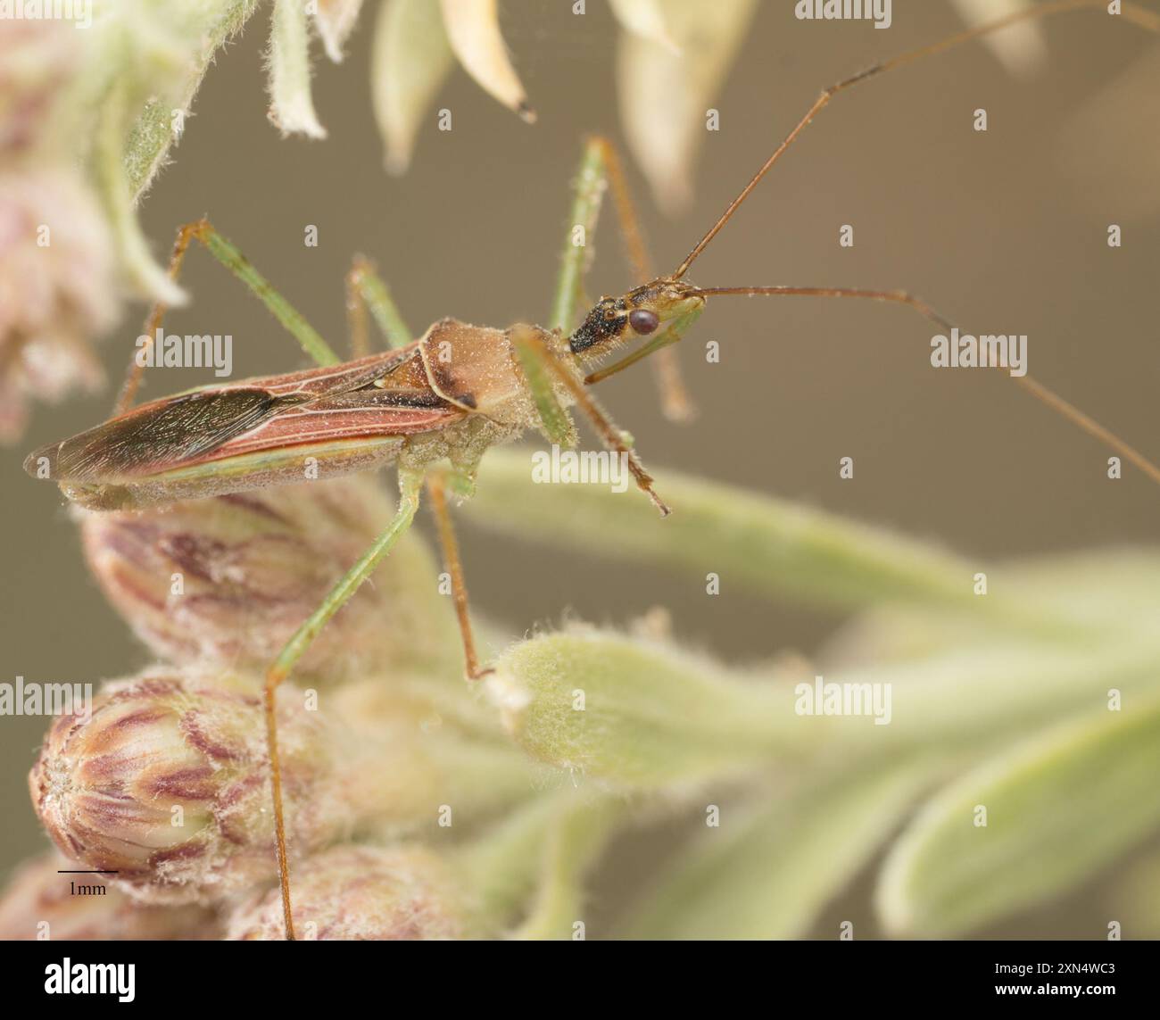 Leafhopper Assassin Bug (Zelus renardii) Insecta Stock Photo - Alamy
