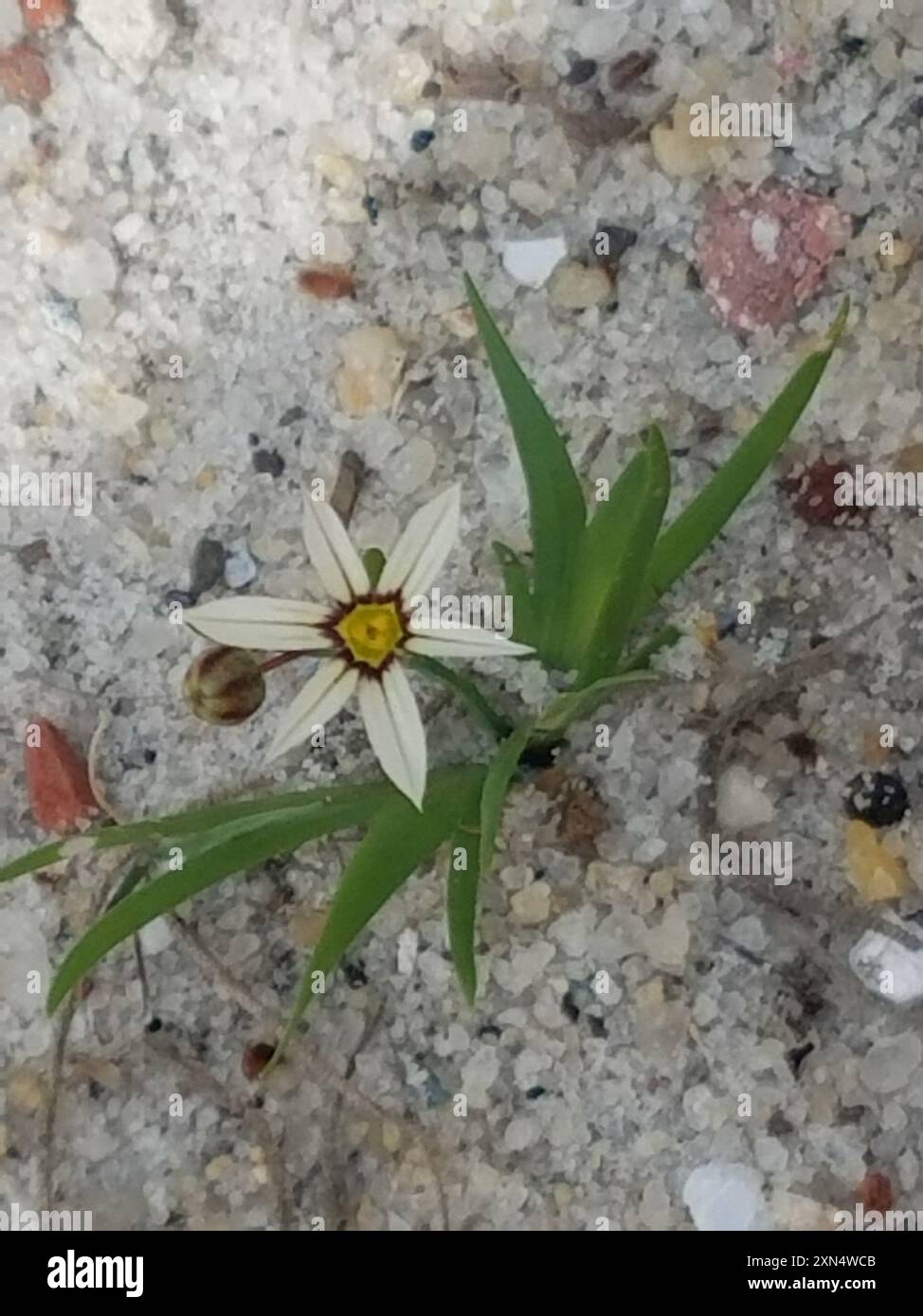 Blue Pigroot (Sisyrinchium micranthum) Plantae Stock Photo - Alamy