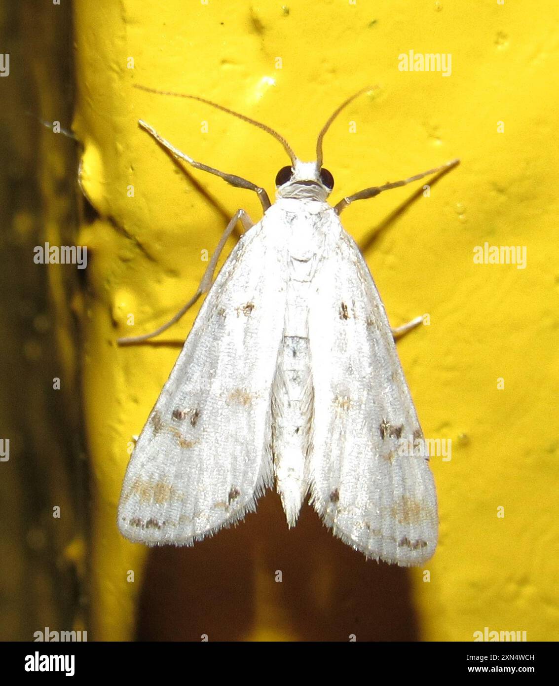 Rice Case Bearer (Parapoynx stagnalis) Insecta Stock Photo - Alamy