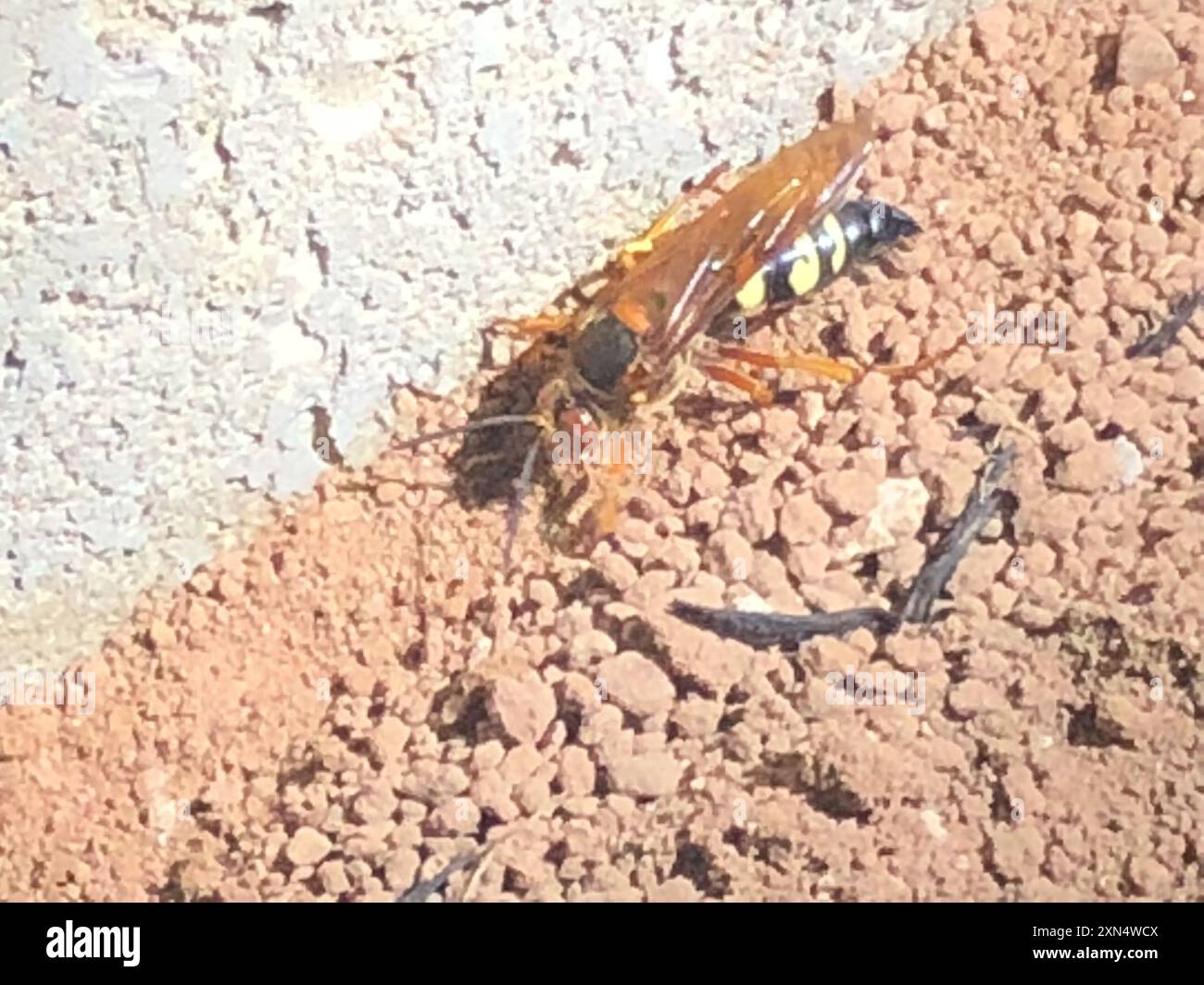 Eastern Cicada-killer Wasp (Sphecius speciosus) Insecta Stock Photo - Alamy