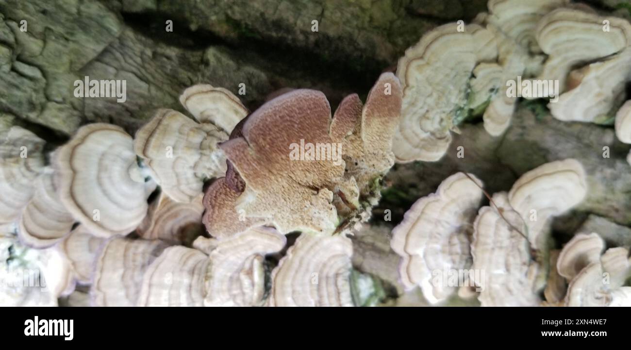 violet-toothed polypore (Trichaptum biforme) Fungi Stock Photo - Alamy