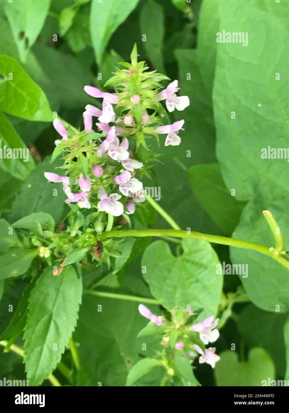 smooth hedgenettle (Stachys tenuifolia) Plantae Stock Photo - Alamy