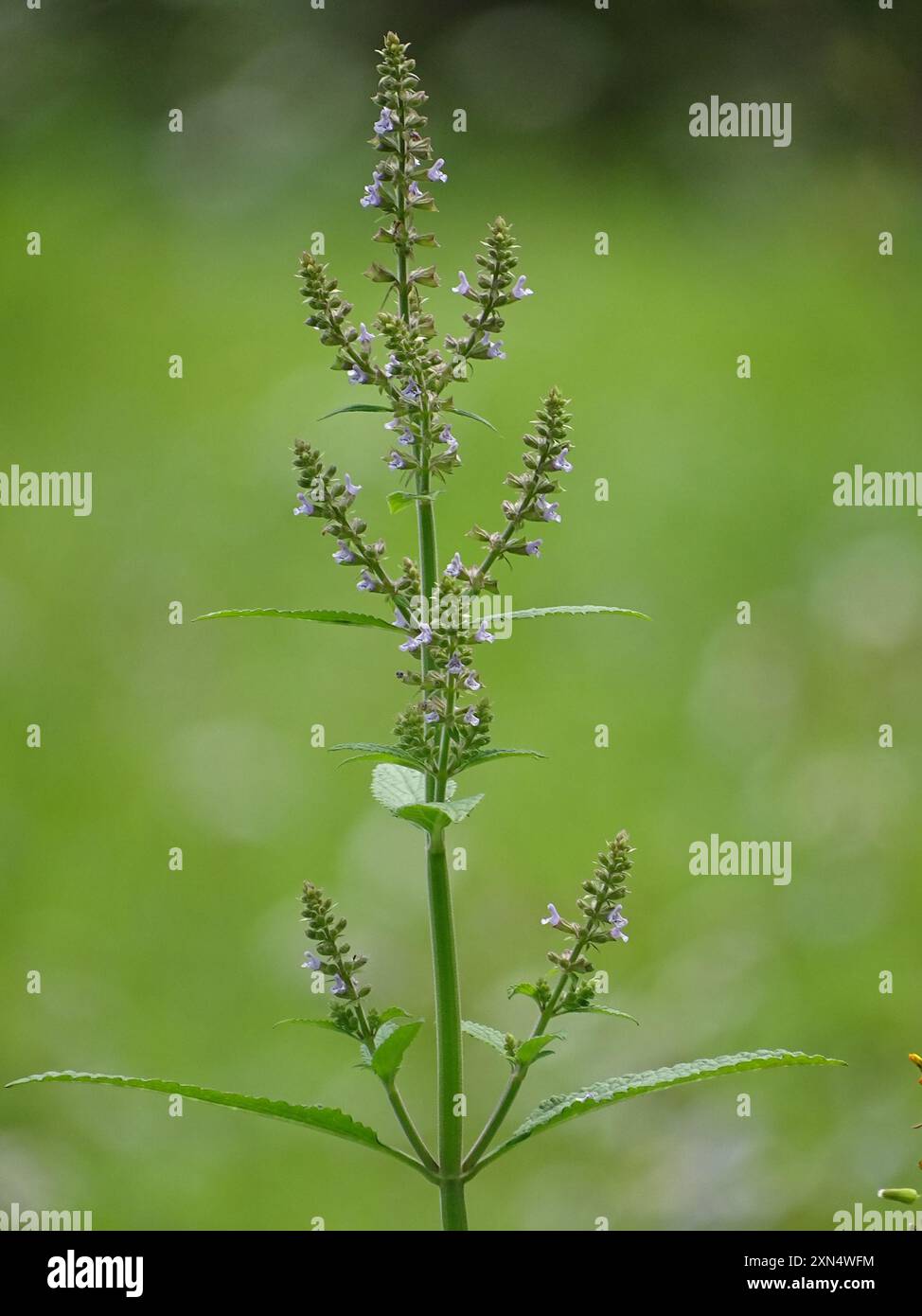 Plebeian hi-res stock photography and images - Alamy