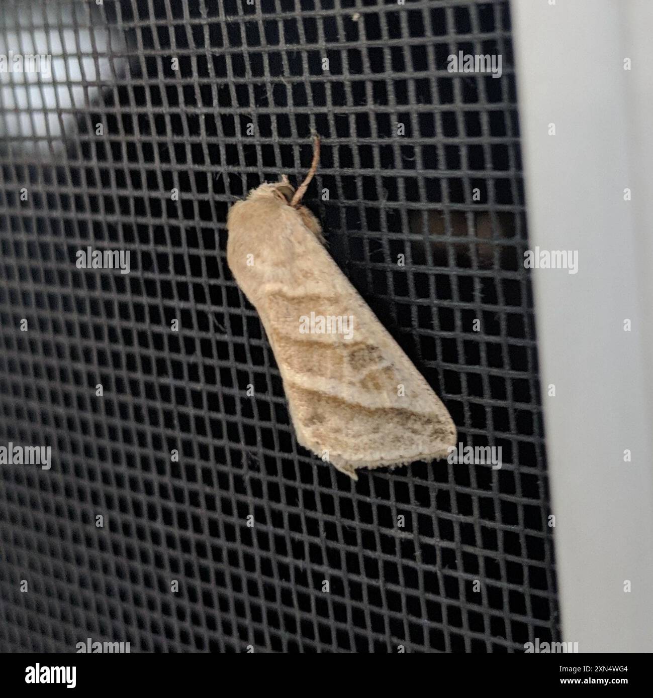 Tobacco budworm hi-res stock photography and images - Alamy