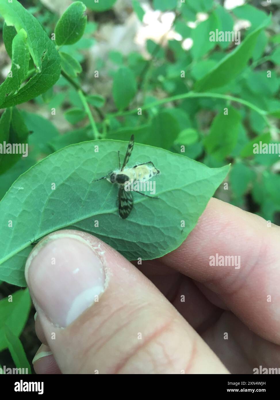 Common Snipe Fly (Rhagio mystaceus) Insecta Stock Photo - Alamy