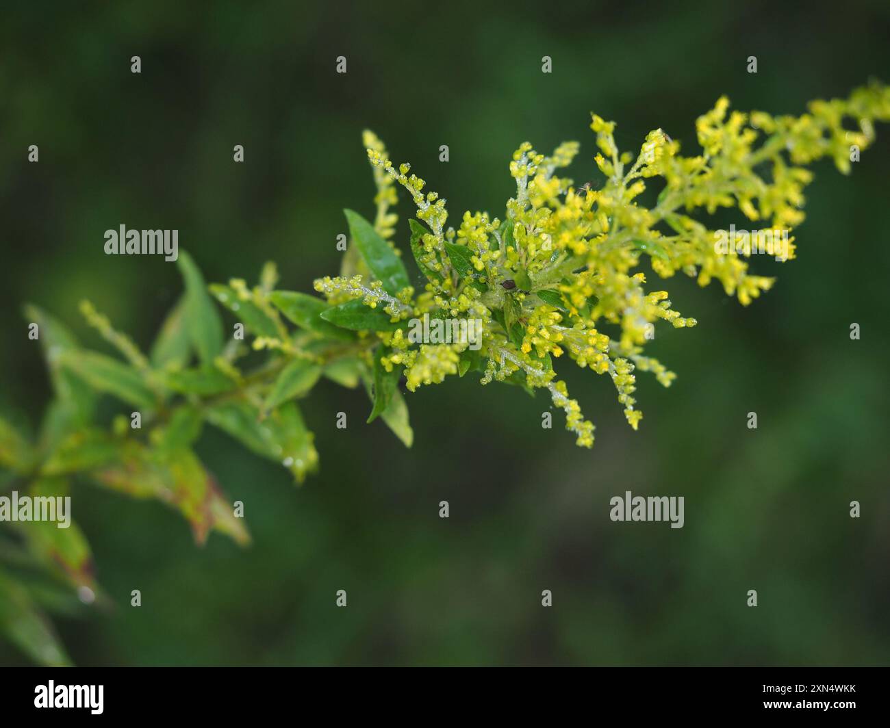 field goldenrod (Solidago nemoralis) Plantae Stock Photo - Alamy