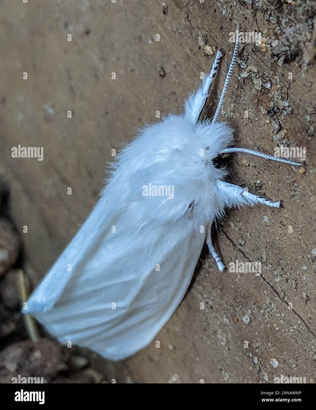 Spilosoma insecta hi-res stock photography and images - Alamy