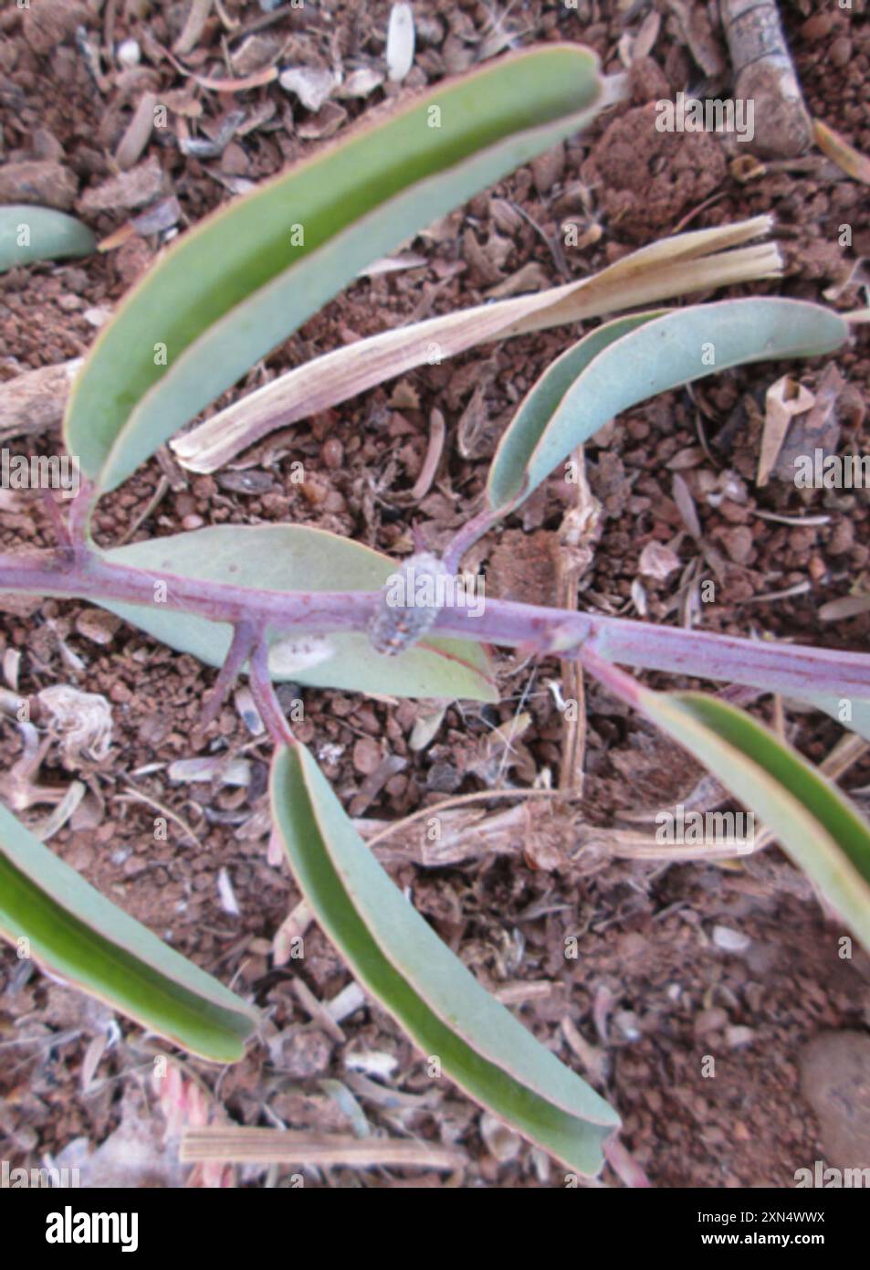 Giant Scale Insects (Monophlebidae) Insecta Stock Photo - Alamy