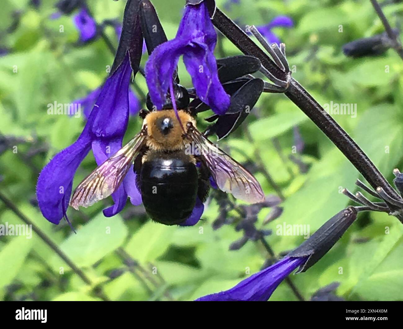 Eastern Carpenter Bee (Xylocopa virginica) Insecta Stock Photo - Alamy