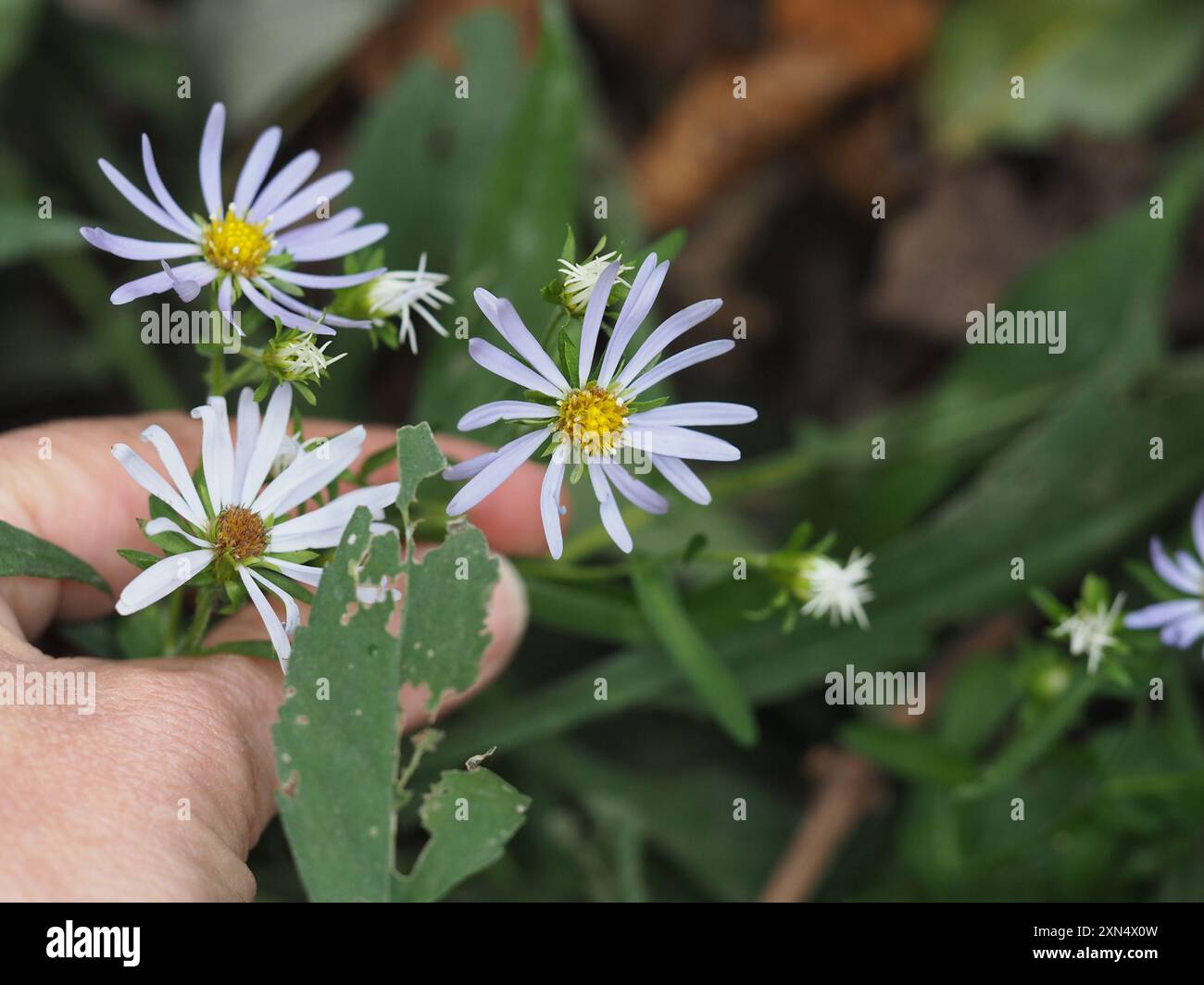 wavy-leaf aster (Symphyotrichum undulatum) Plantae Stock Photo - Alamy