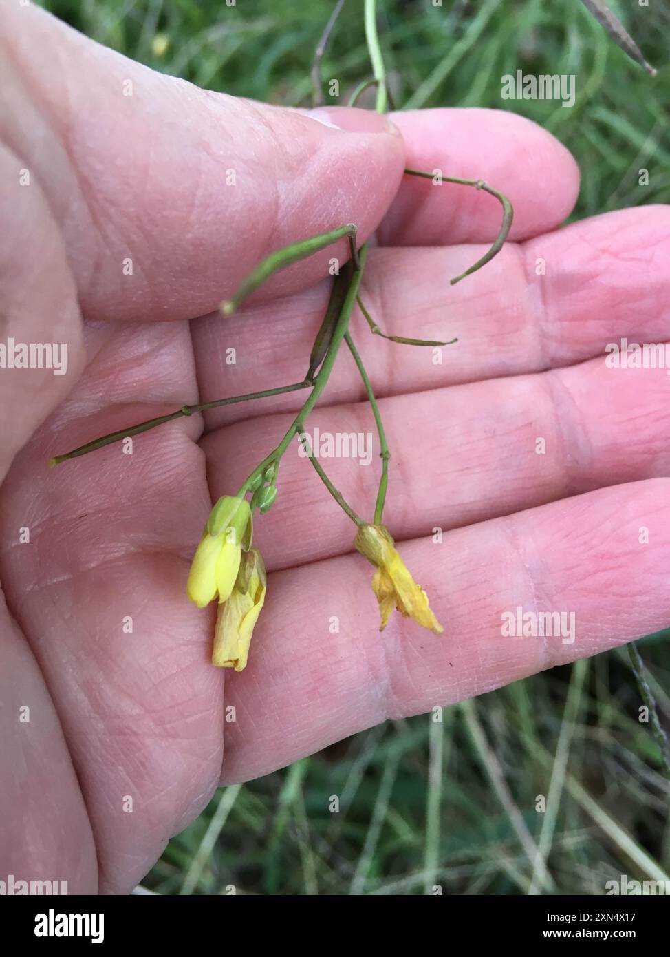 Perennial Wall-rocket (Diplotaxis tenuifolia) Plantae Stock Photo - Alamy