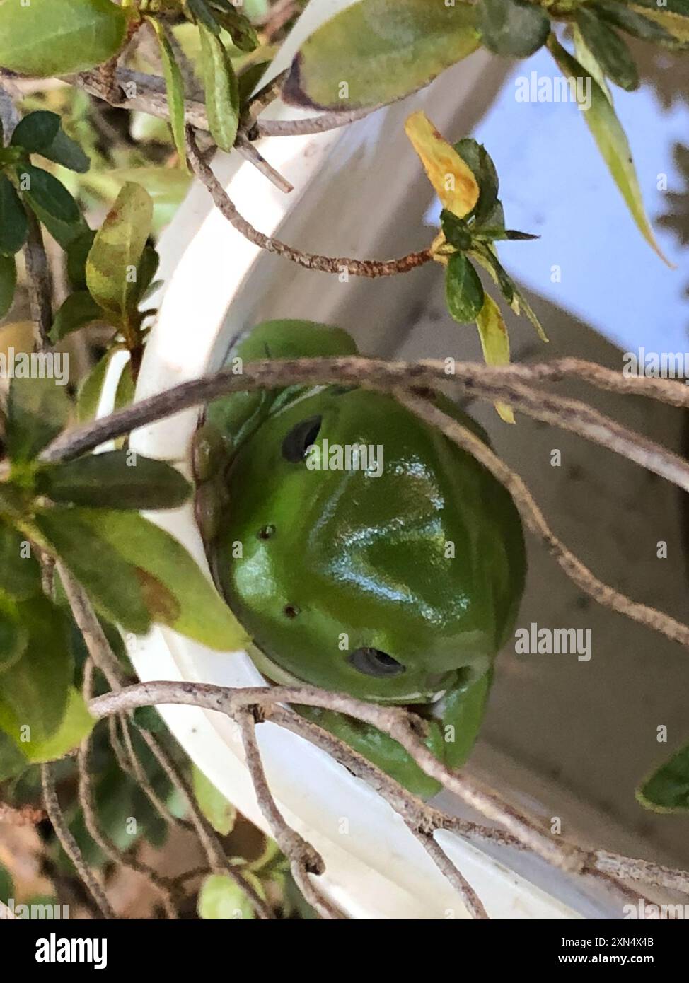 Australian Green Tree Frog (Ranoidea caerulea) Amphibia Stock Photo - Alamy