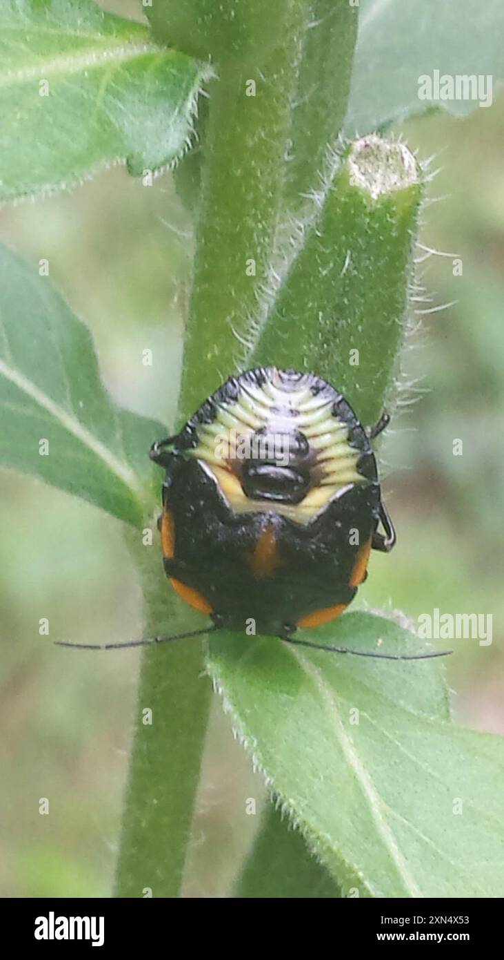 Green Stink Bug (Chinavia hilaris) Insecta Stock Photo - Alamy